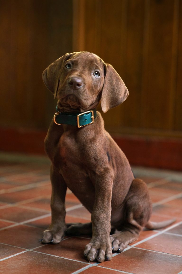 Netflix's Scooby-Doo Isn't What Fans Expect In First Live-Action Reveal ...